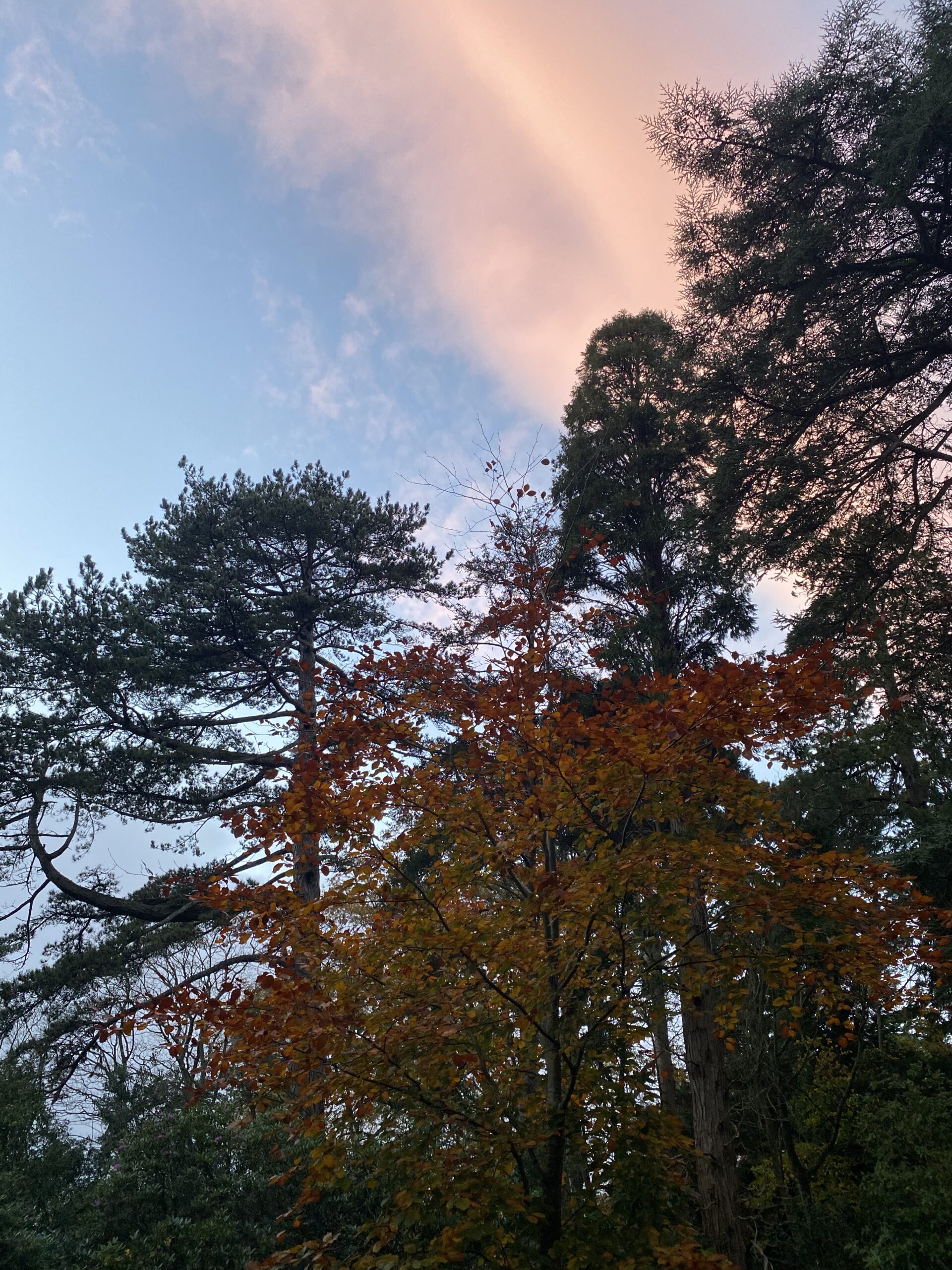 October Musings by Sue Wallace-Shaddad - The Charles Causley Trust